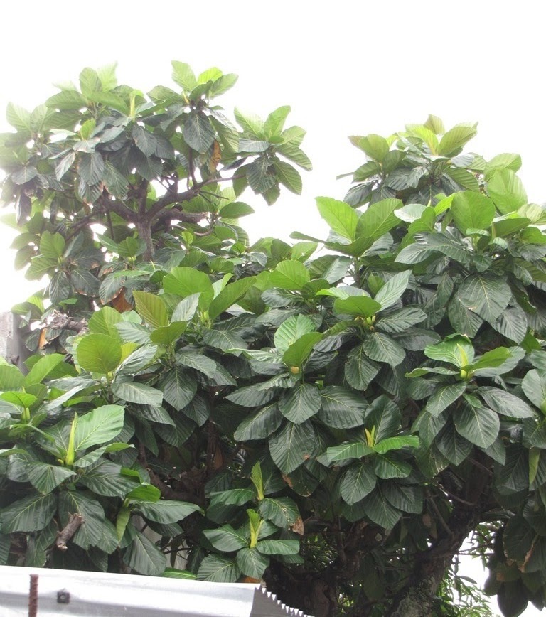OUR PHILIPPINE TREES: Mega Foliage