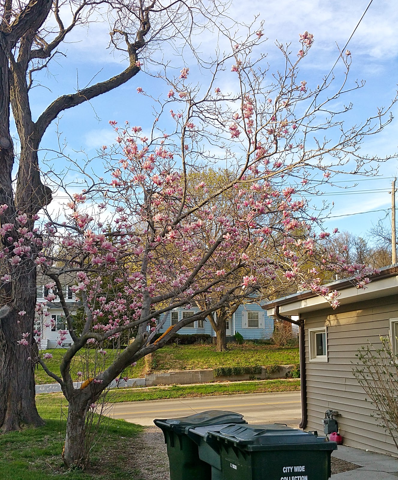 History and Culture by Bicycle: Magnolia Trees of Iowa: 36th Street in ...