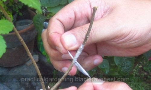 Practical Gardening: Cleft Grafting, Top-Wedge Graft or V-Graft - Part 3