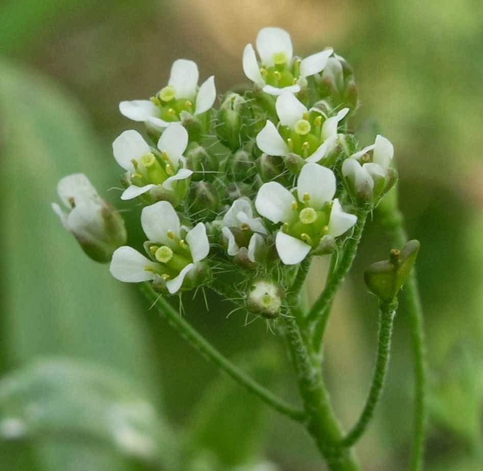 ΚΑΨΕΛΑ αγριοκαρδαμούδα - Capsella Bursa-pastoris | ΒΟΤΑΝΟΘΕΡΑΠΕΙΑ ...