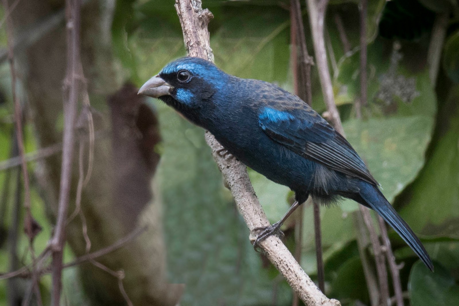 John Gordon/Listening to Birds: Birding with Ed