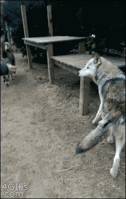 Chuck's Fun Page 2: A dozen animated animal GIFs