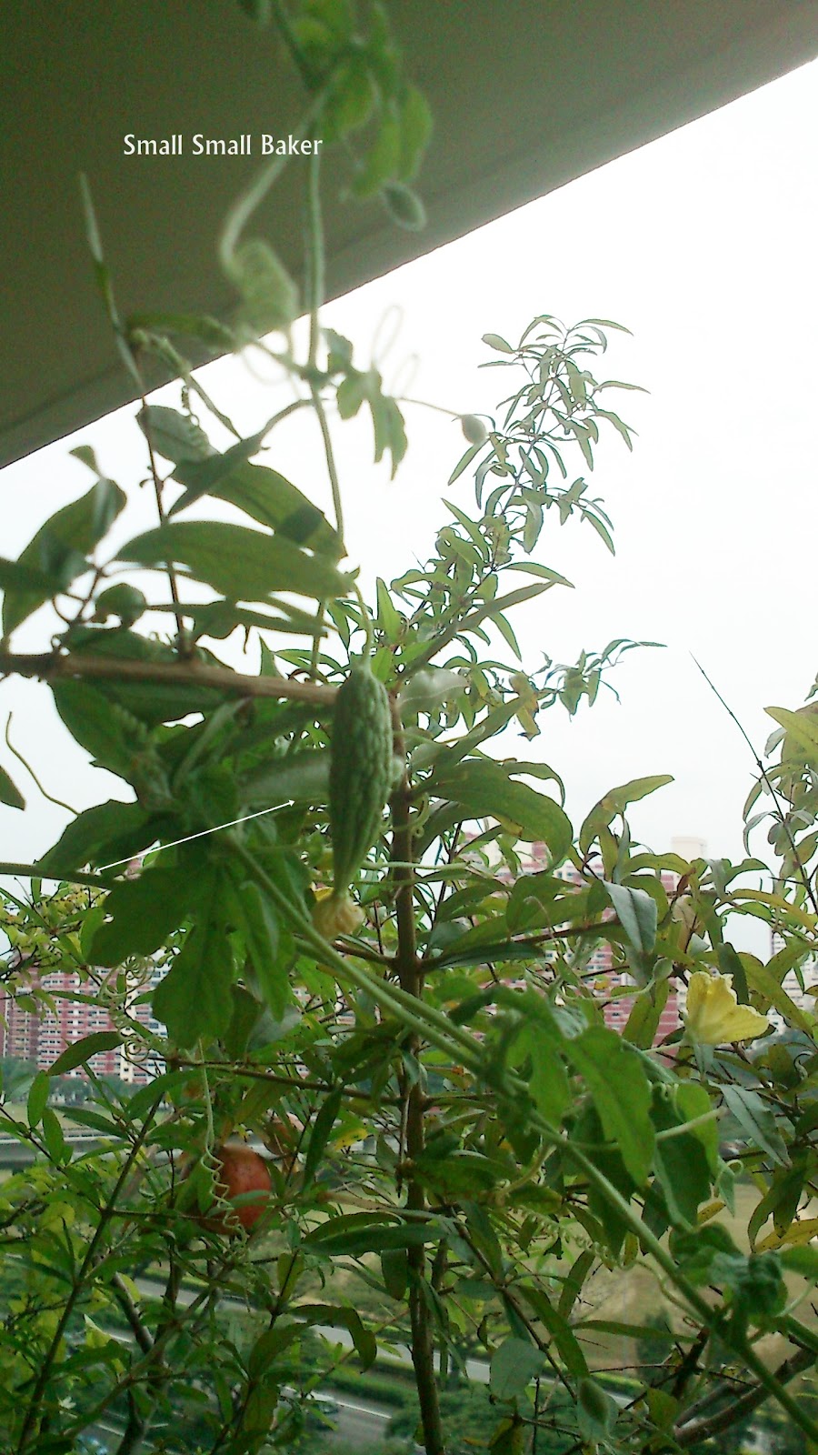 Small Small Baker: My first homegrown bittergourd