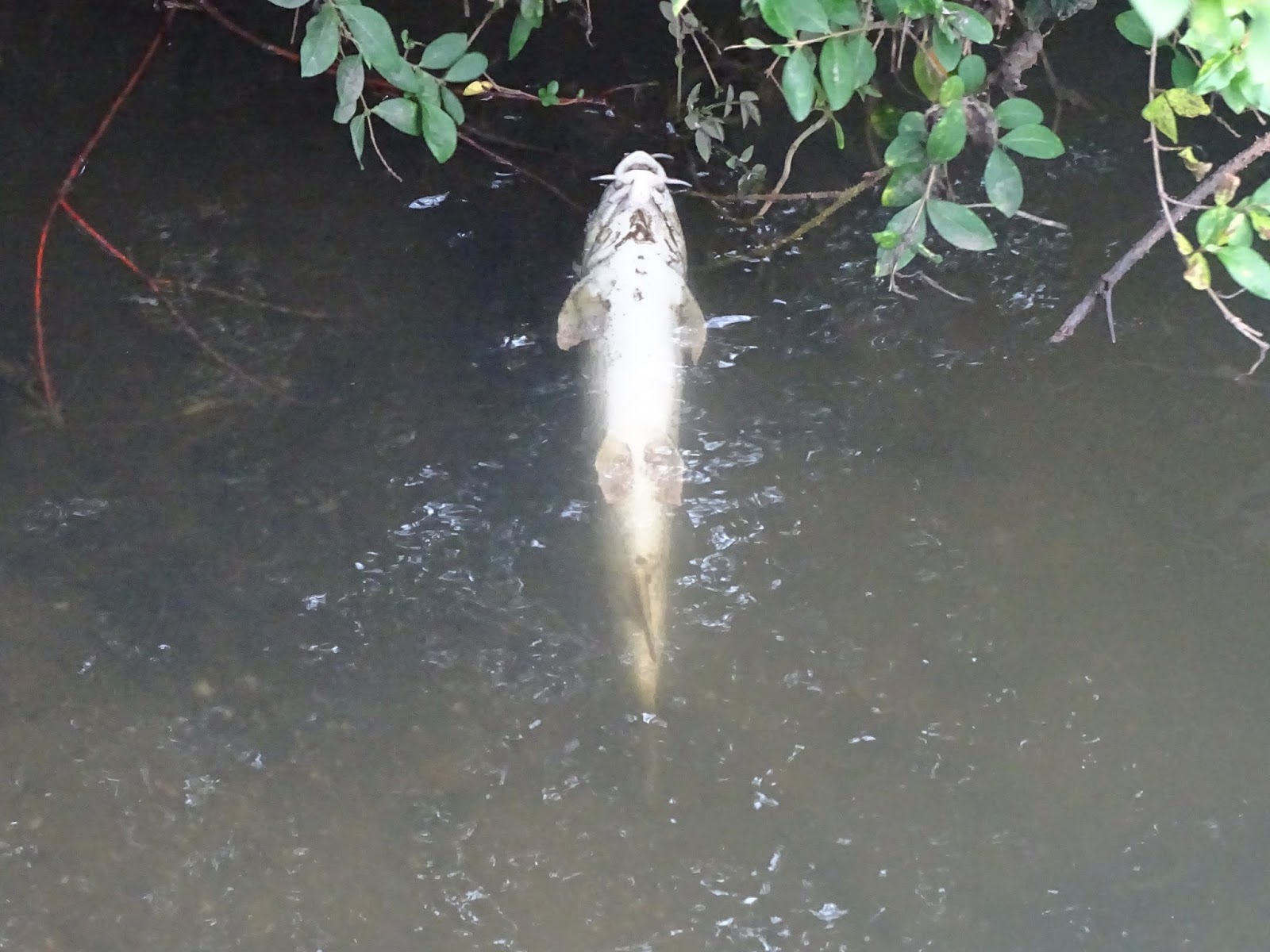 Hogsmill Sewage Spill