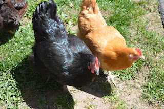 Clever Soiree: Pure Backyard Chicken LOVE