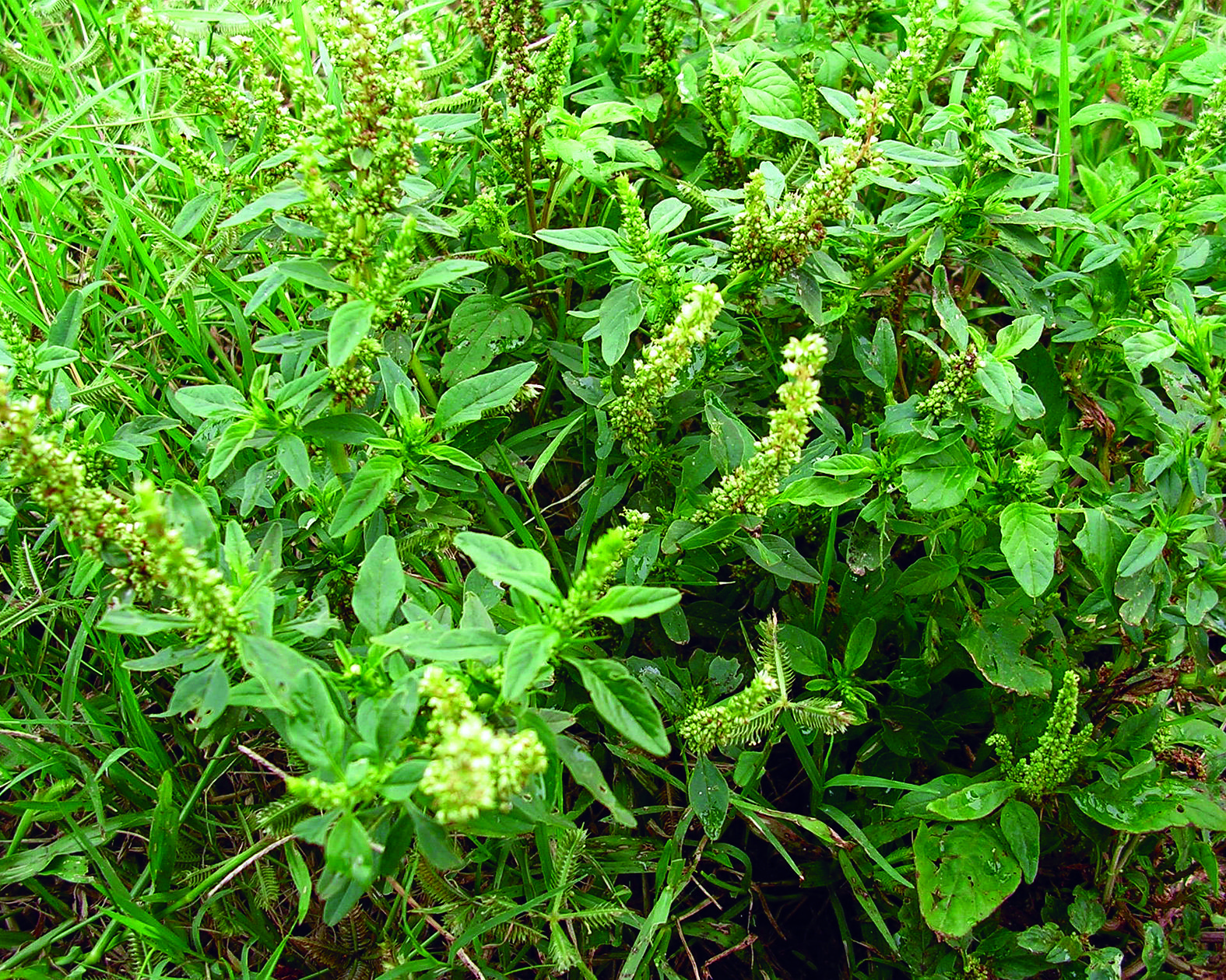 FIRST VITA PLUS / Natural Health Drink