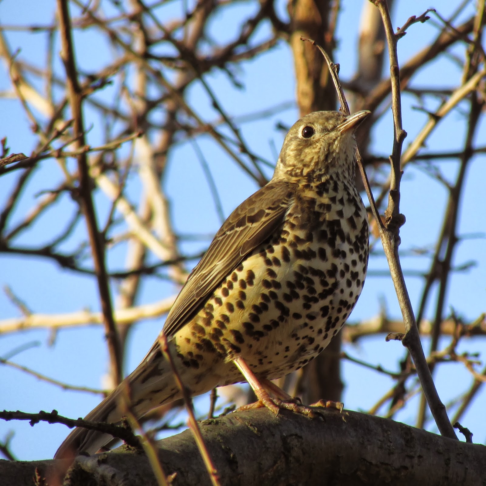The Rattling Crow: Singing mistle thrush