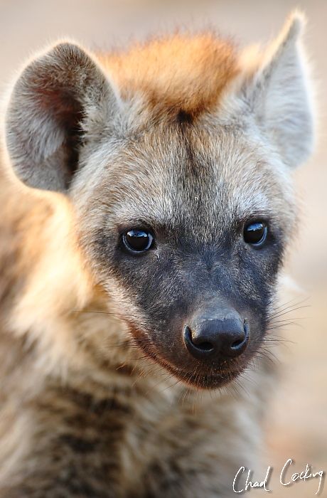 .: 26th & 27th May – New Hyena Den Discovered!