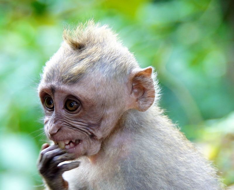 I, Albatross: Nail Biting