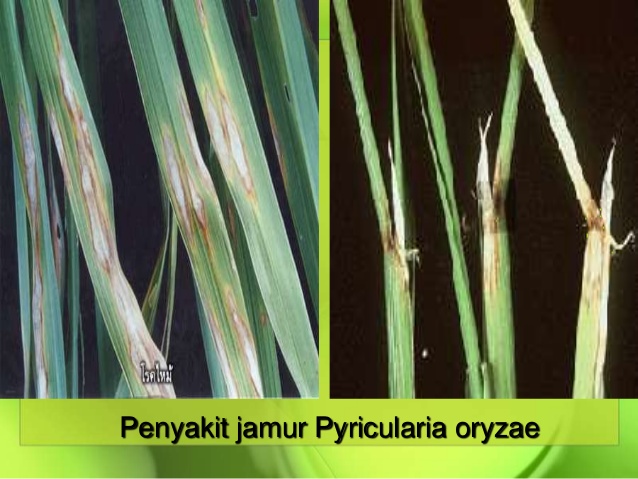 Hama dan Penyakit Tanaman Padi