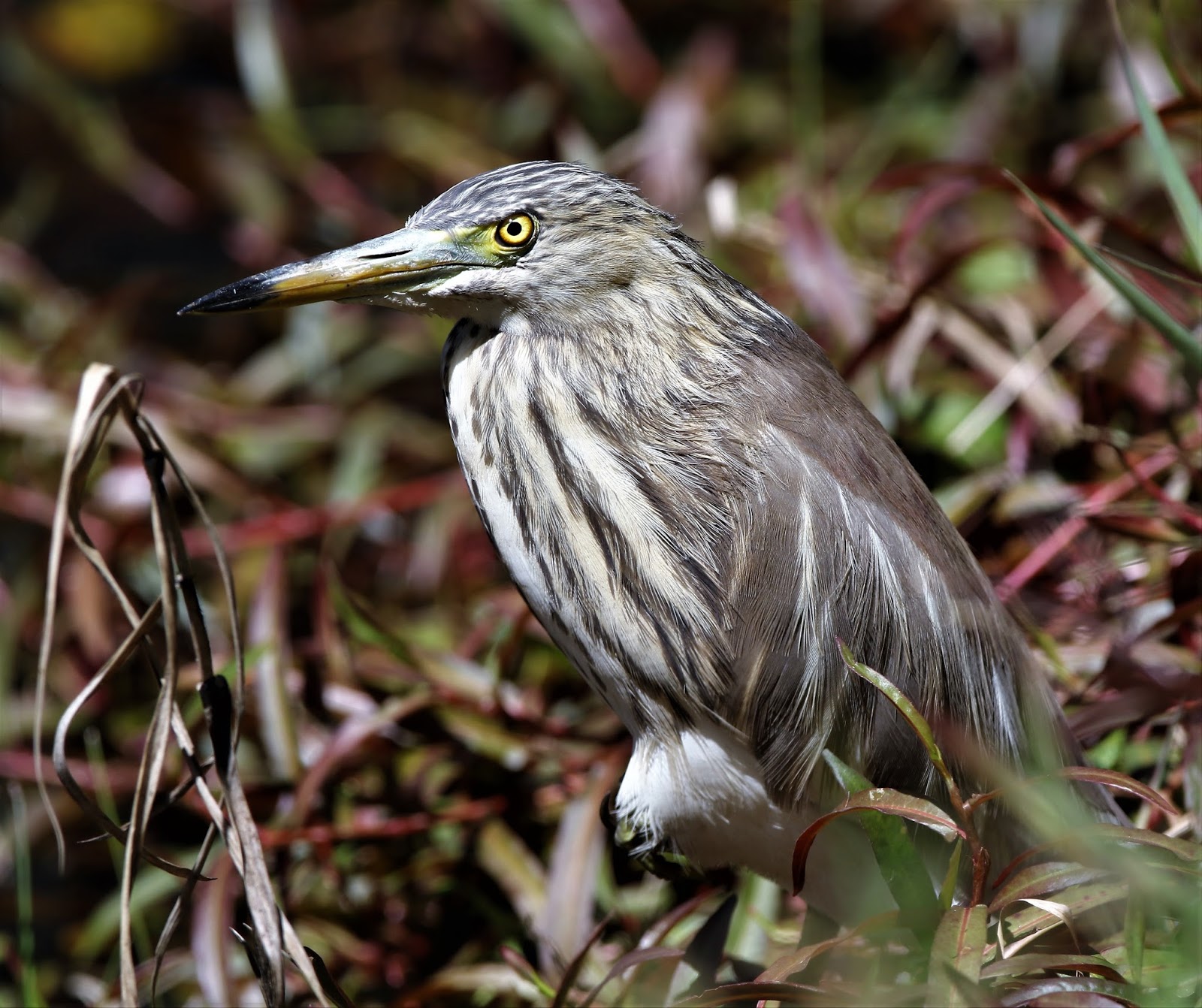 Murfs Wildlife : March 2017