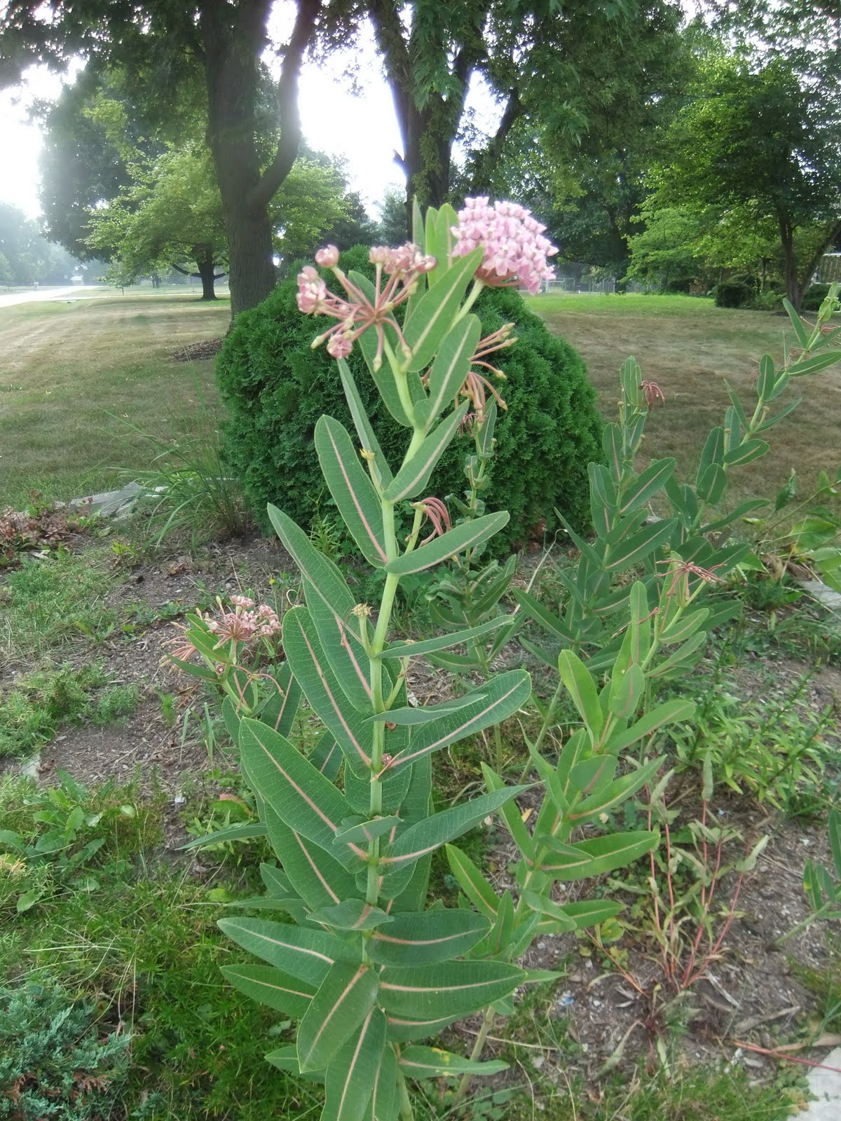 Pauline Persing Art, Writing,& Natural History: Three Milkweeds