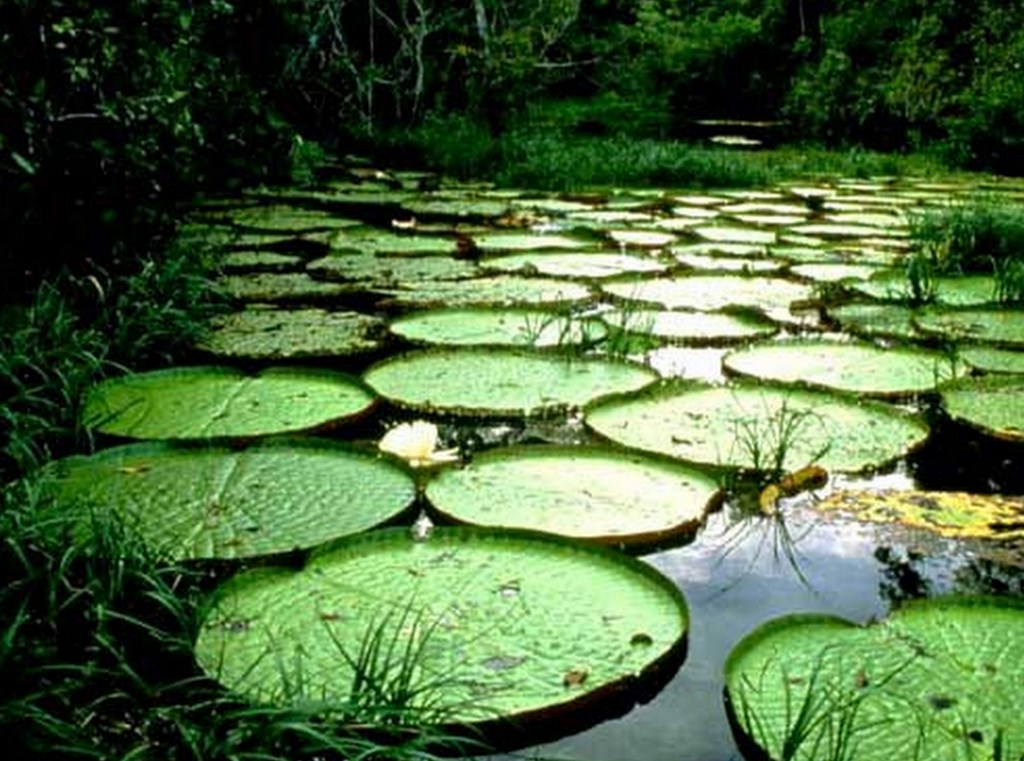 El arte es su máxima expresión : Paisajes Amazónicos