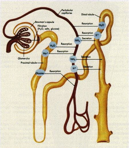 The Urinary System ~ Study of Biological Science