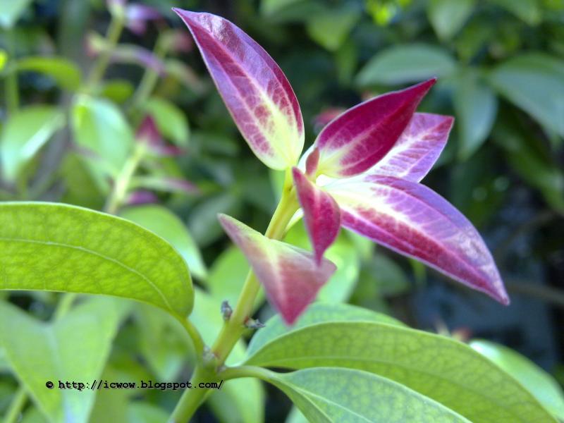 Cinnamon flower - Cinnamomum zeylanicum