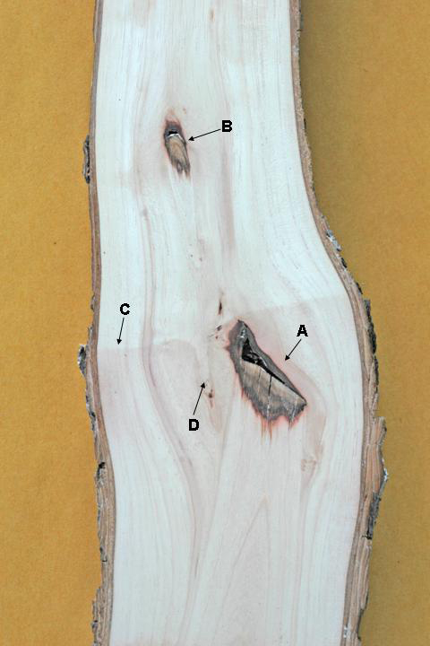Northern Pecans: Anatomy of a Bark Graft