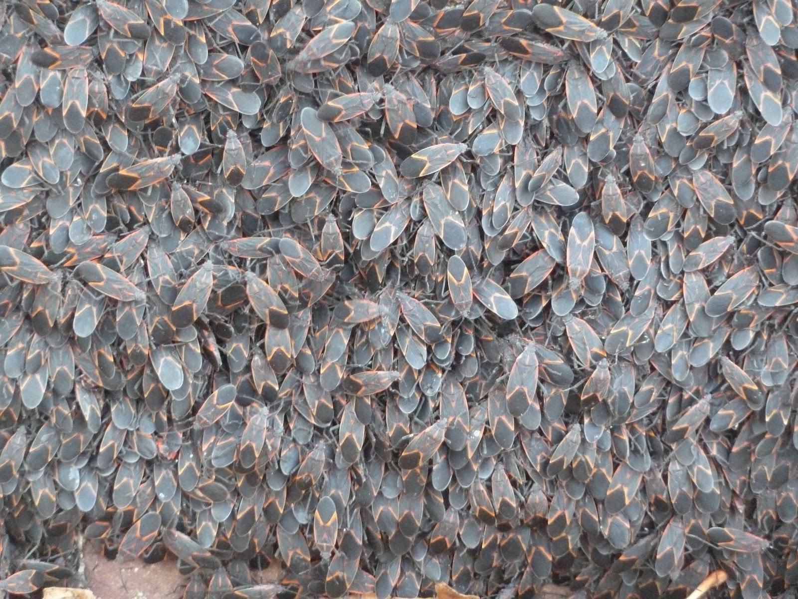 Penelopedia: Nature and Garden in Southern Minnesota: Hordes of ...