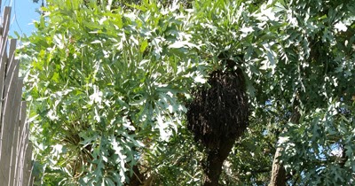 One Day in the Life of Jerome: Cabbage Tree View