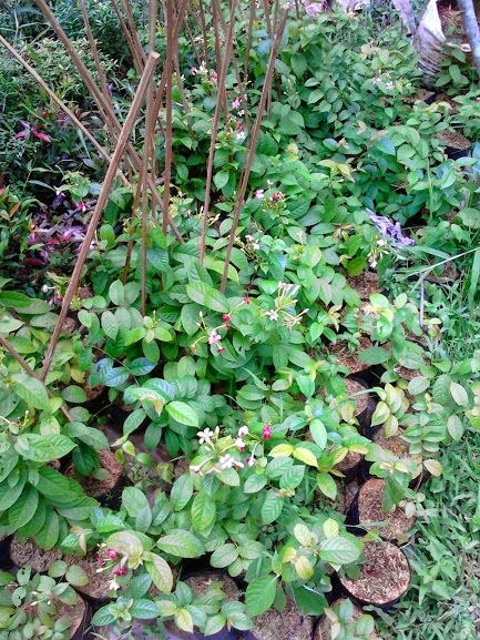 Jual melati belanda (melati merah) | solusi taman rumahan | suplier ...