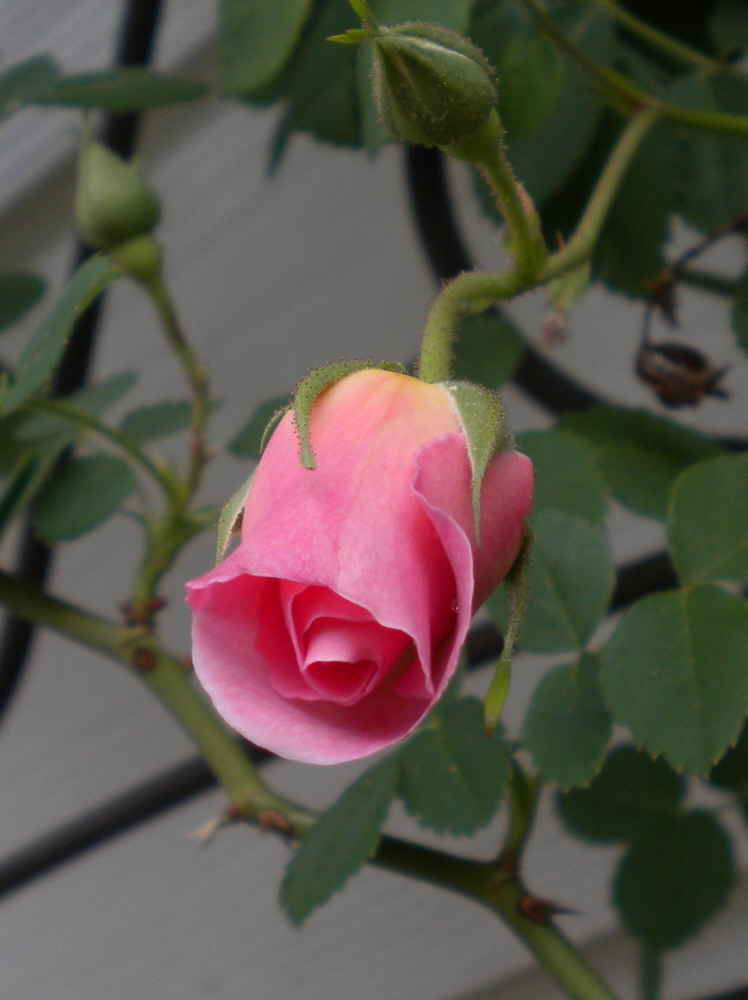 Sherri's Jubilee: My first rose bloom of the Season!