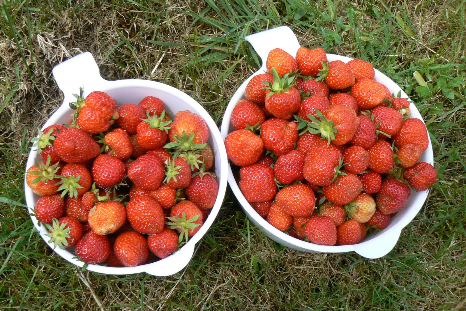 A Kilchoan Diary: A Highland Vegetable Garden