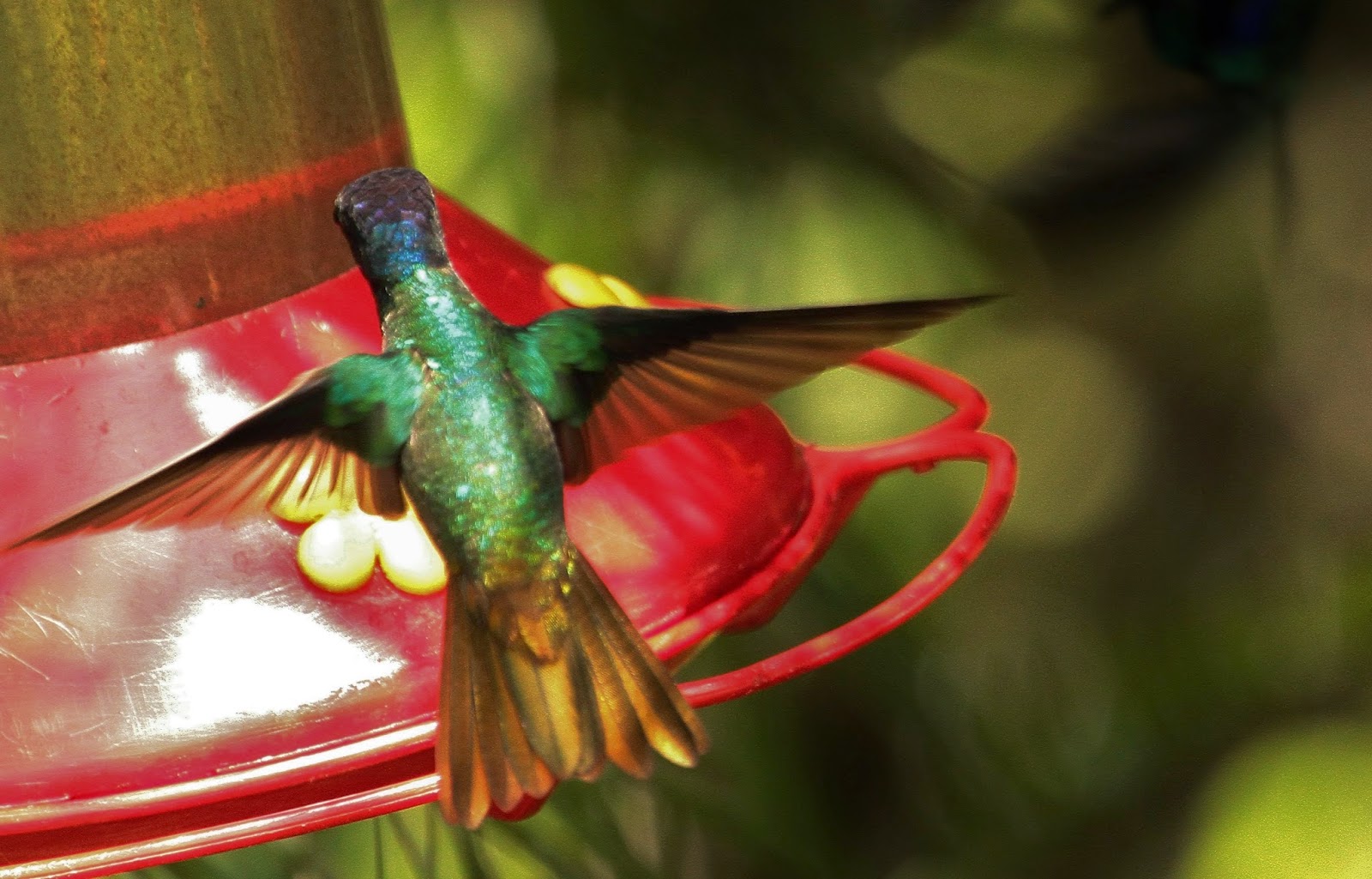 Nuestro bello mundo...: Hummingbids, Colibris, Part 5, - Pictures taken ...