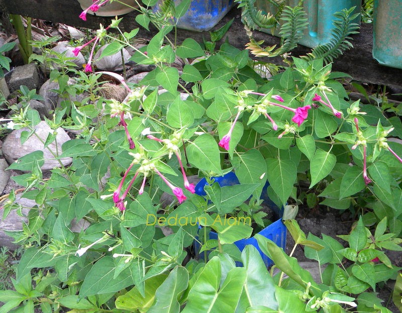 Inspirasi 28+ Bunga Pukul 4