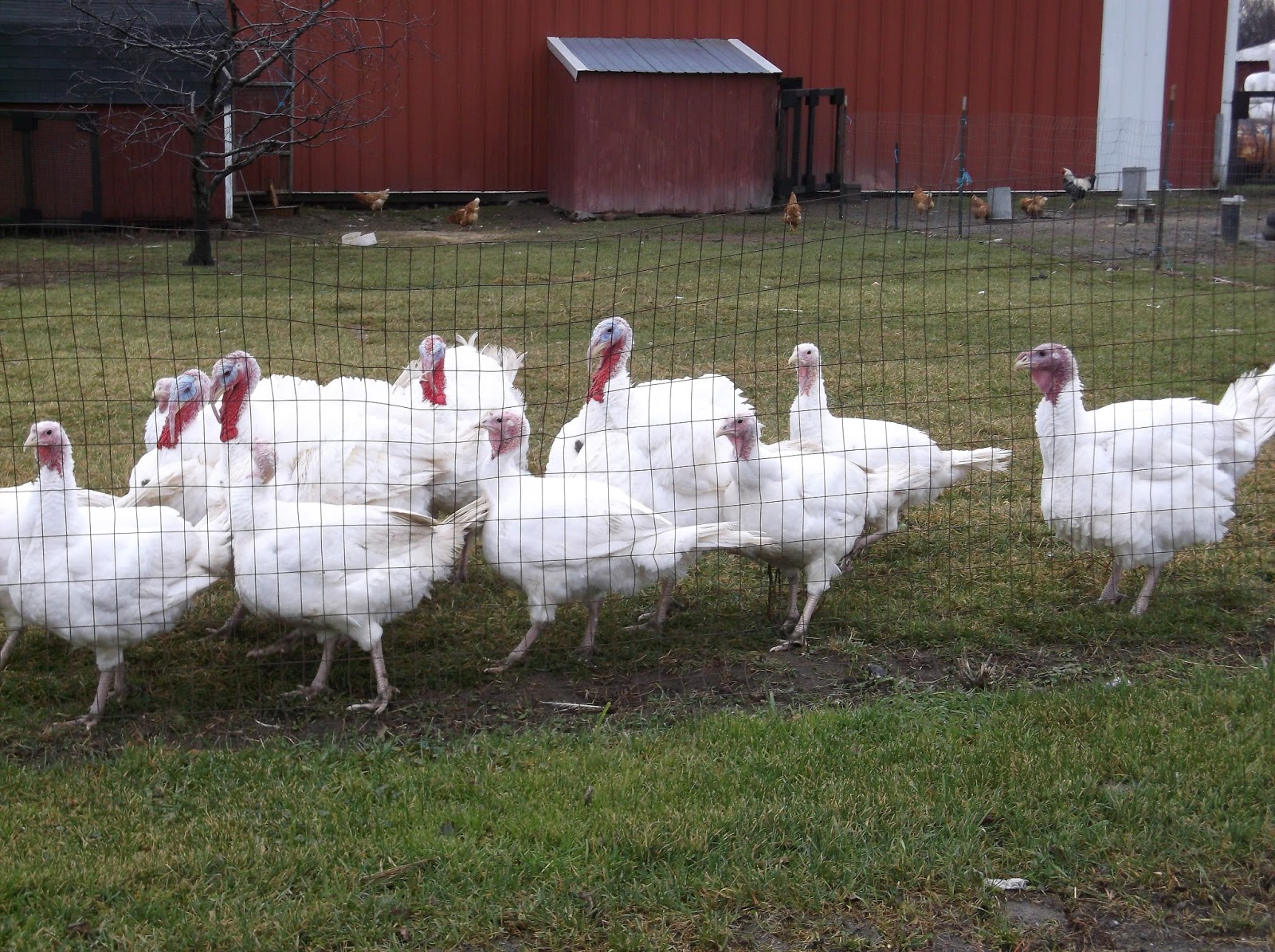 New York State of Mind: MENNONITE FARM - TURKEYS