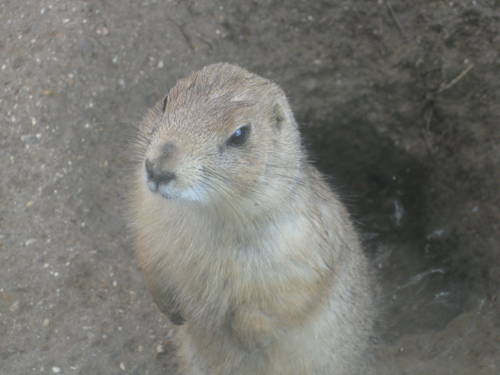 Family Days Out in Sussex: Drusilla's Park