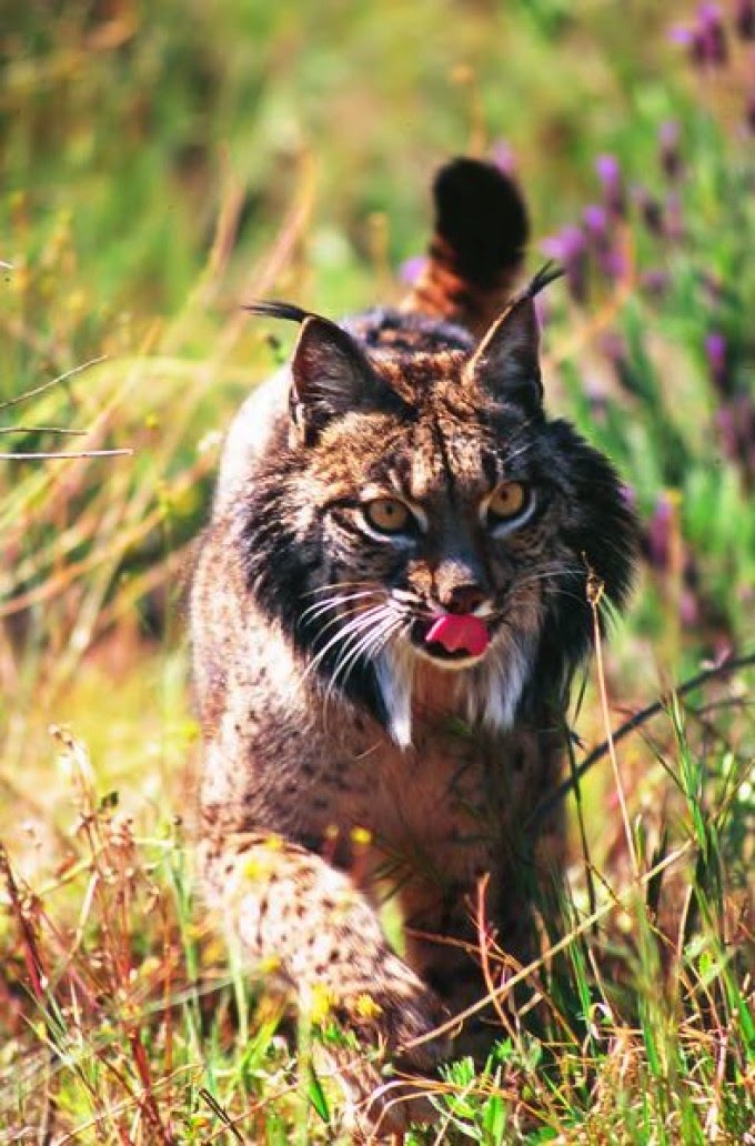 La historia del Lince: Una pequeña presentación.
