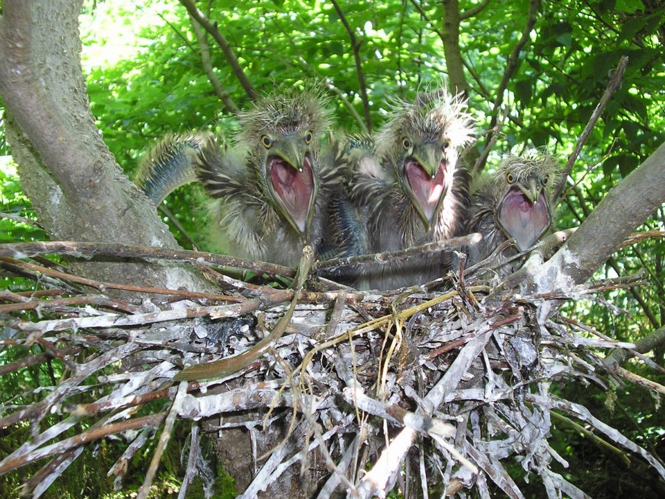 Birding Is Fun!: Call Me A Birder