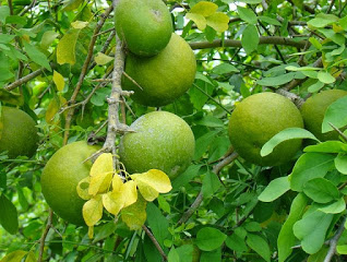 Bel Ek Upyogi Fal | बेल एक उपयोगी फल | Beal A Useful Fruit | Jagran ...