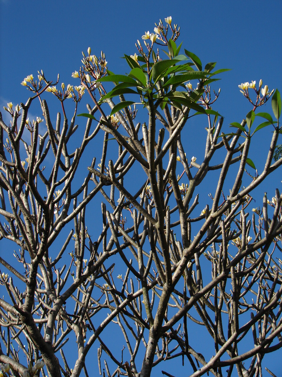 OUR PHILIPPINE TREES: The Cemetery Tree