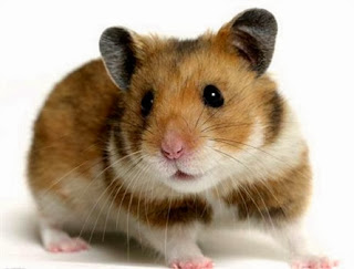 Chomikowy świat : Rasy chomików