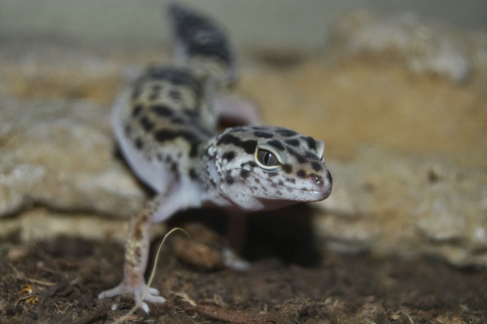 LEGADO NATURA: GECKO LEOPARDO - EUBLEPHARIS MACULARIUS