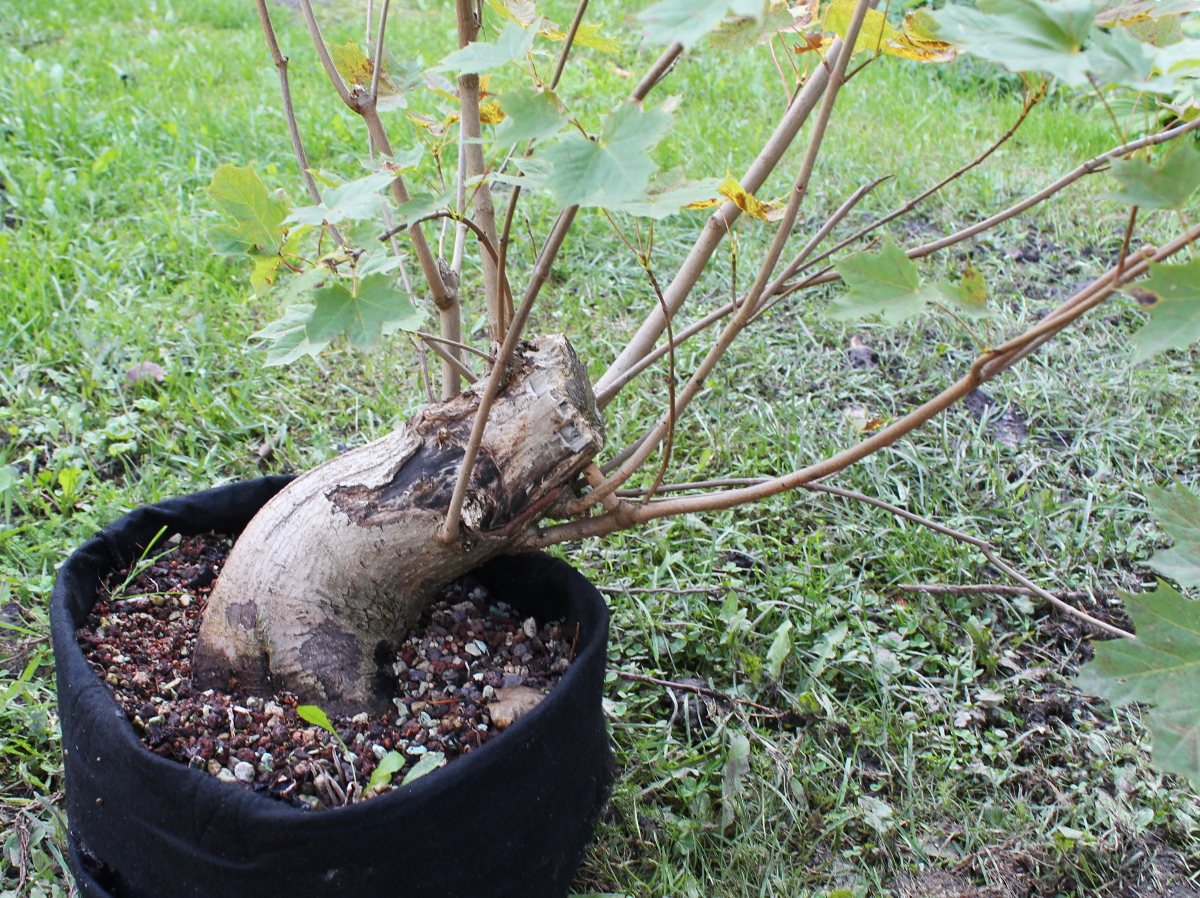 Janin bonsait: Uusia puita