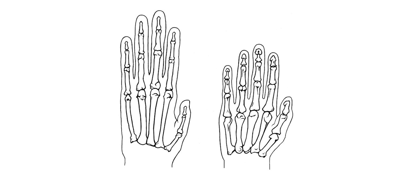 Bitshido: ¿La mano humana debe su forma a la lucha?