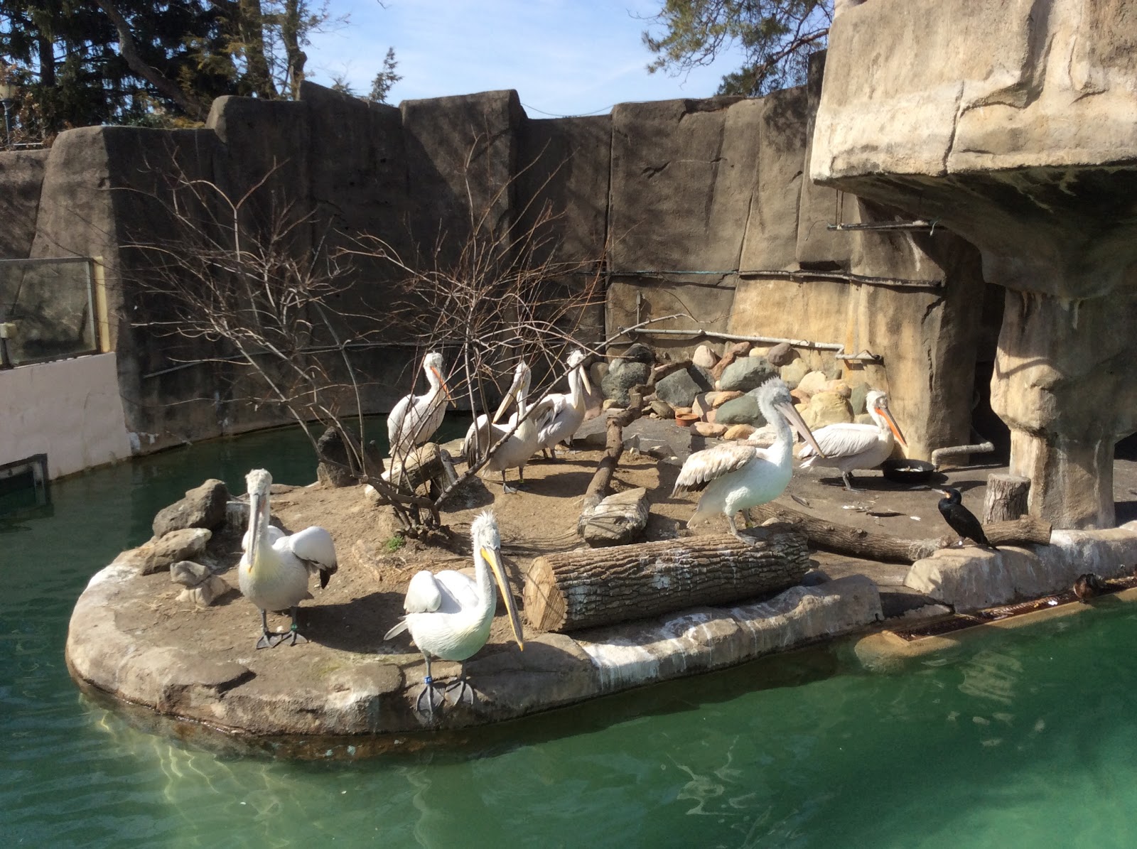 Let's visit the Zoo. | My Experience at BGSU