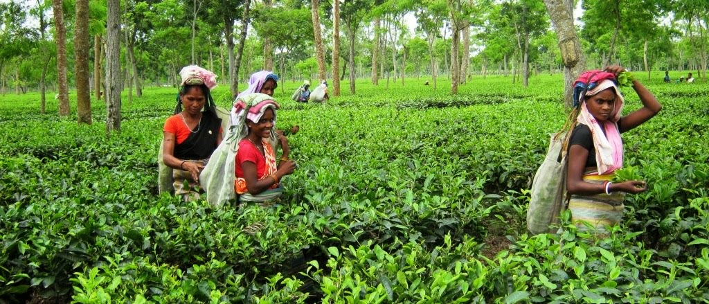 Teasommelier: Third milestoene of tea journey- Plucking with deft fingers