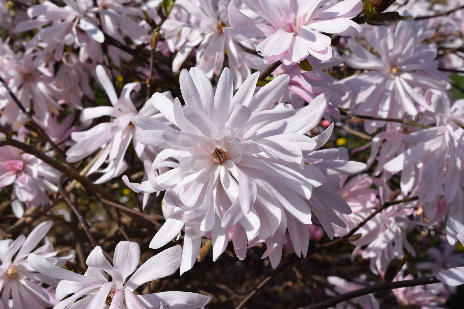 John Grimshaw's Garden Diary: Cherry Tree Arboretum