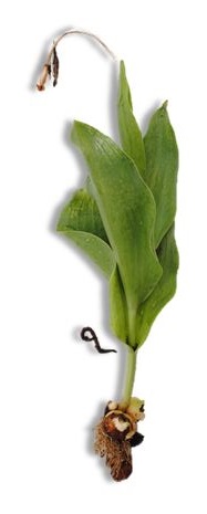 The Lisa Porter Collection : Garden