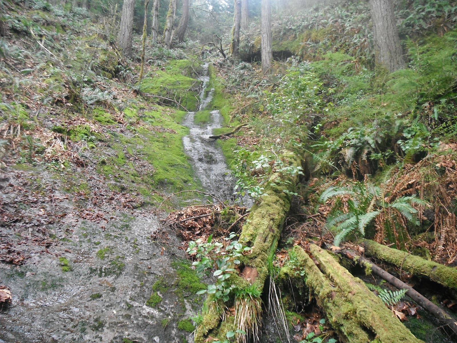 YOH!: Talus Rocks Hike at Tiger Mountain