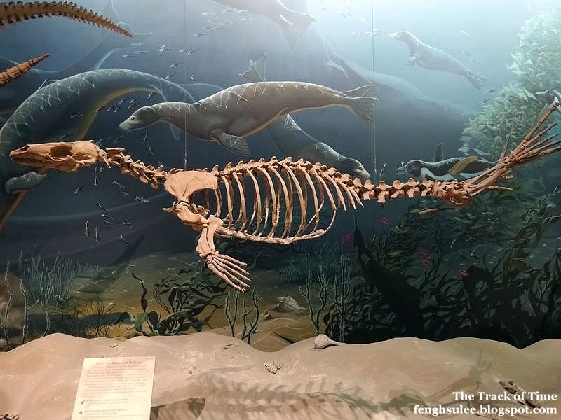 National Museum of Natural History - Ancient Seas | The Track of Time