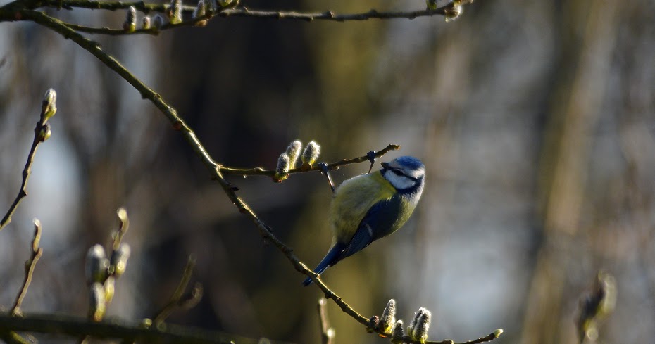 OBRAZY NATURY: Modraszka