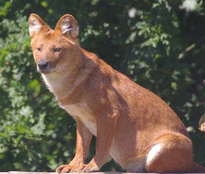 Dhole | Info and Photos | The Wildlife