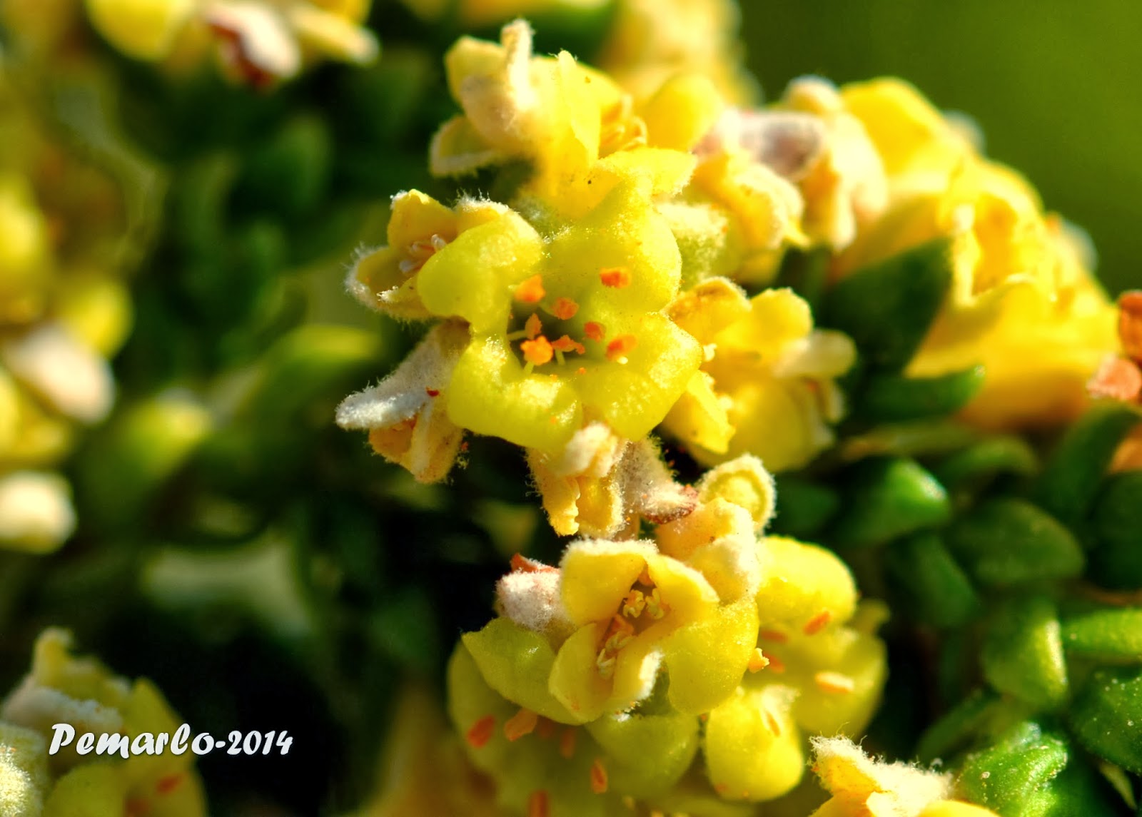 Plantas de Murcia: THYMELAEA HIRSUTA (Bolaga) EN DIVERSOS PUNTOS DE LA ...