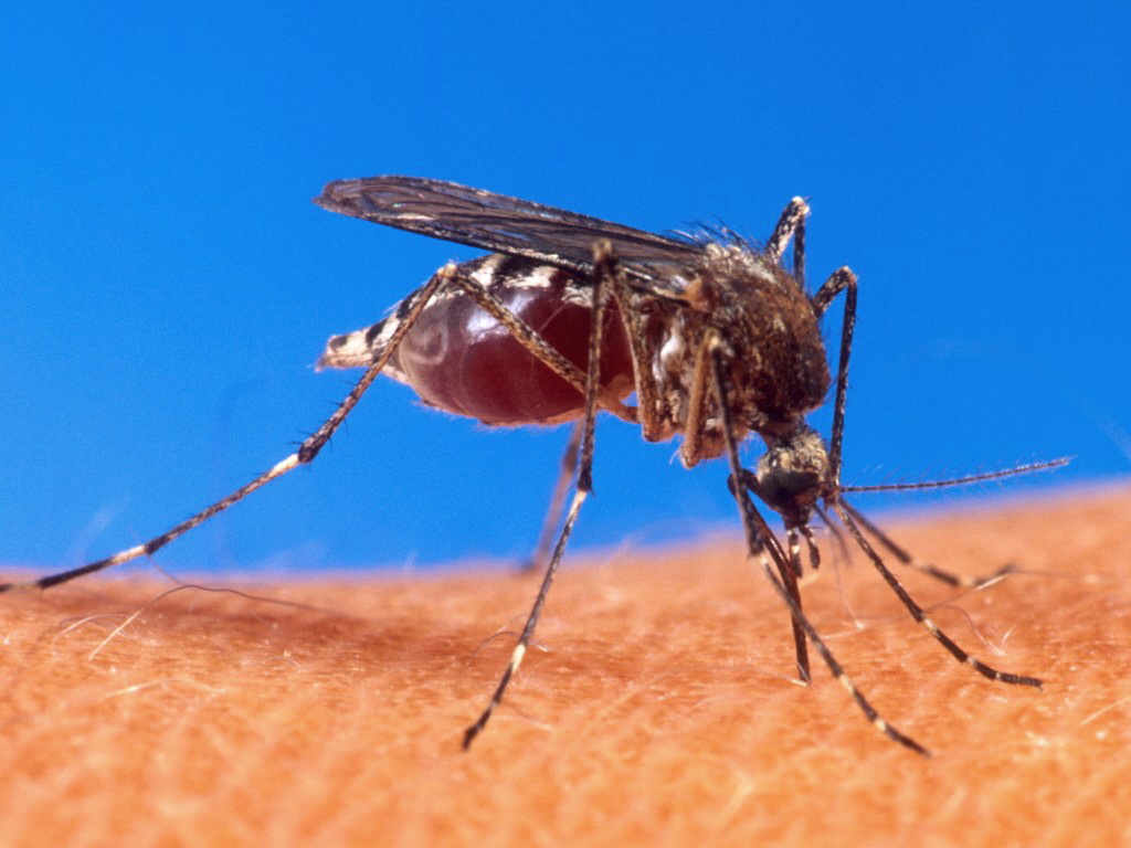 Dengue History: Dengue Fever Pictures