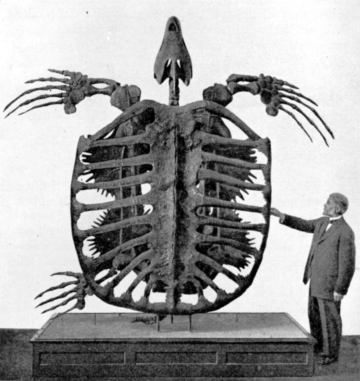 Extinct Animal of the Week: Archelon, Giant Turtle of Awesome