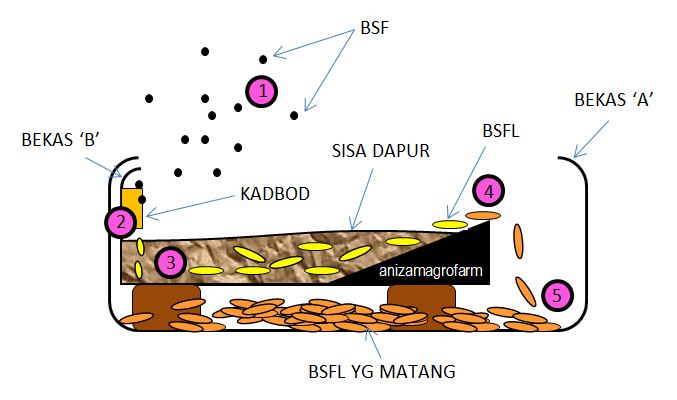 anizam agrofarm: JOM BELA BSFL (BLACK SOLDIER FLY LARVAE)
