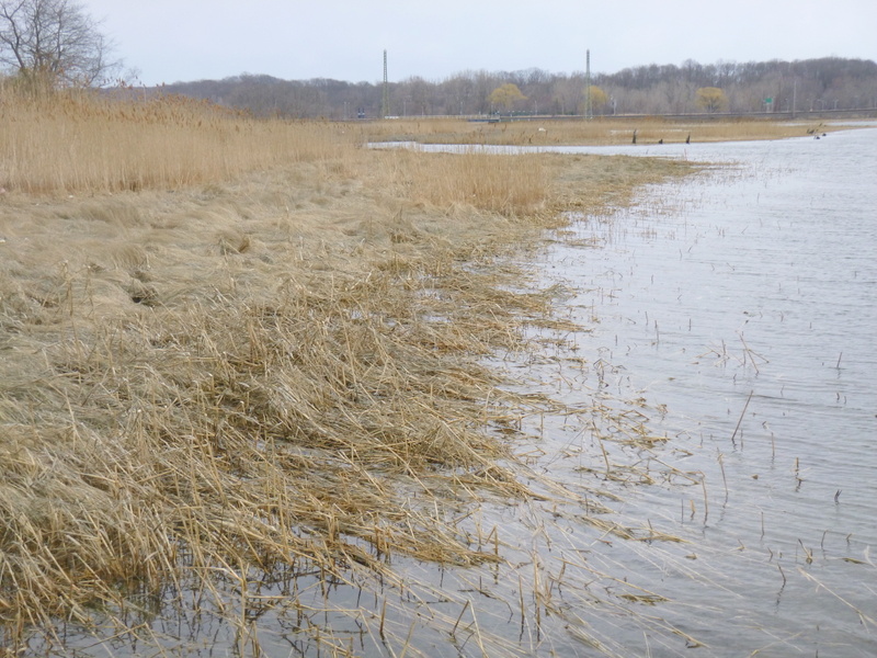 Going to the water: Little Neck Bay 2013（Ⅳ）all Sic guides rod